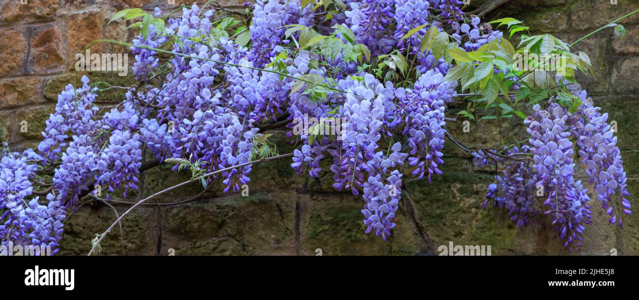 Blue wisteria hi-res stock photography and images - Alamy