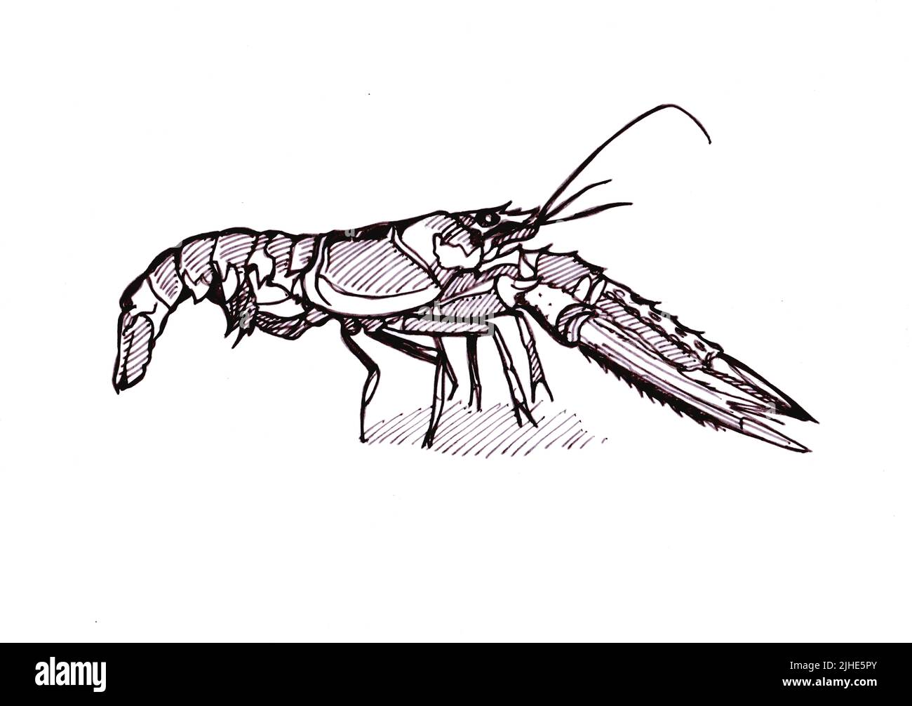 Simple Crawfish Drawing