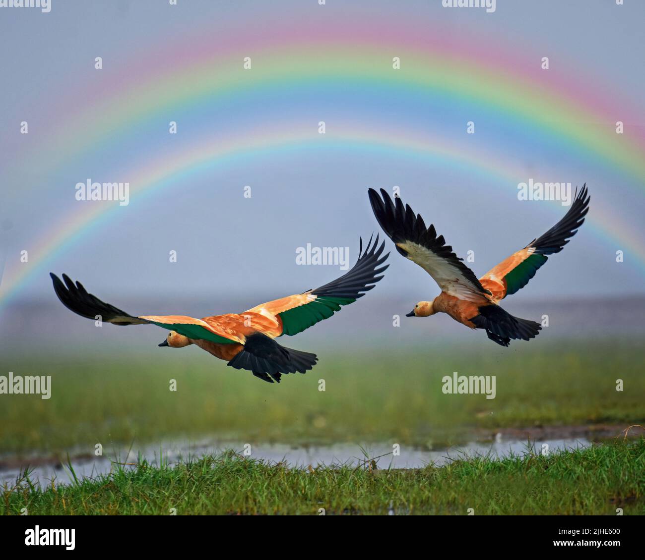 Two ruddy shelducks fly under a double rainbow. Odisha, India: THESE ...