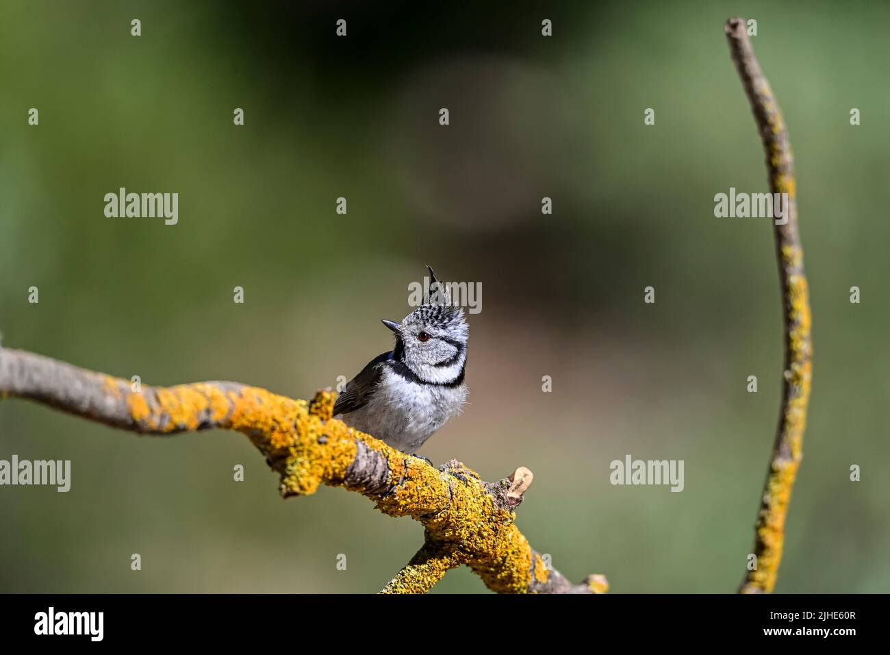 Lophophanes cristatus - The blue tit is a species of passerine bird in ...