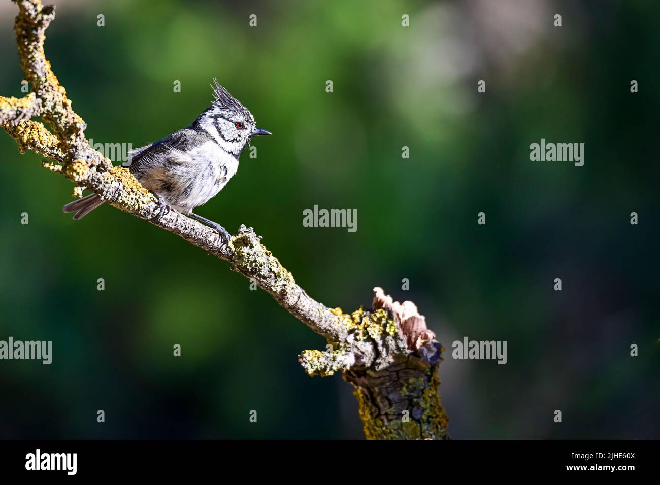Lophophanes cristatus - The blue tit is a species of passerine bird in ...