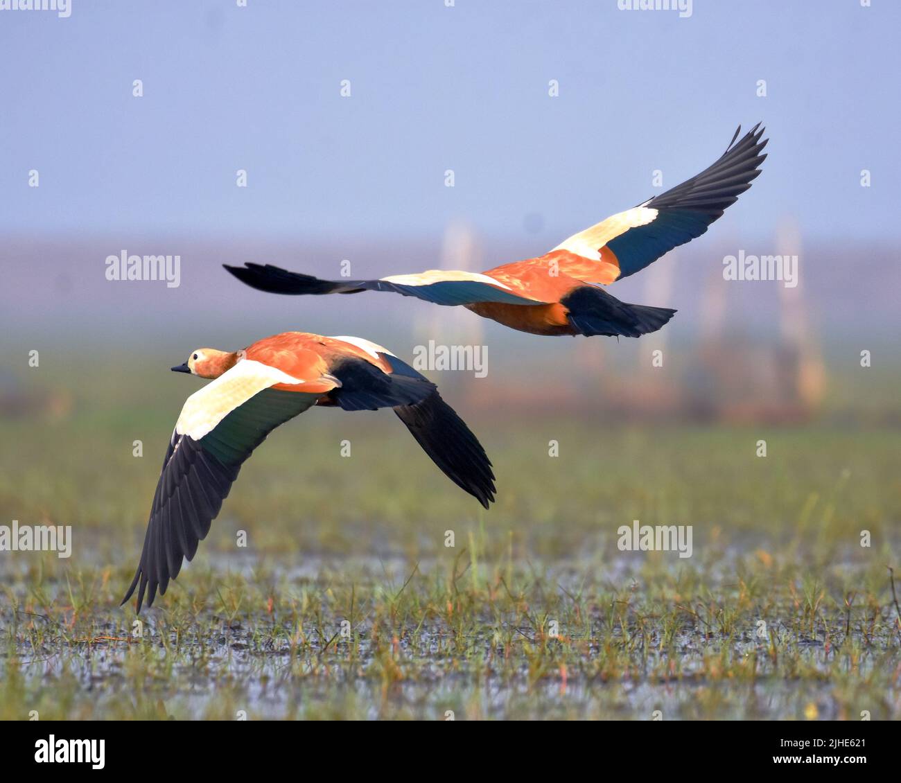 The ducks are known for their orange colour. Odisha, India: THESE ...