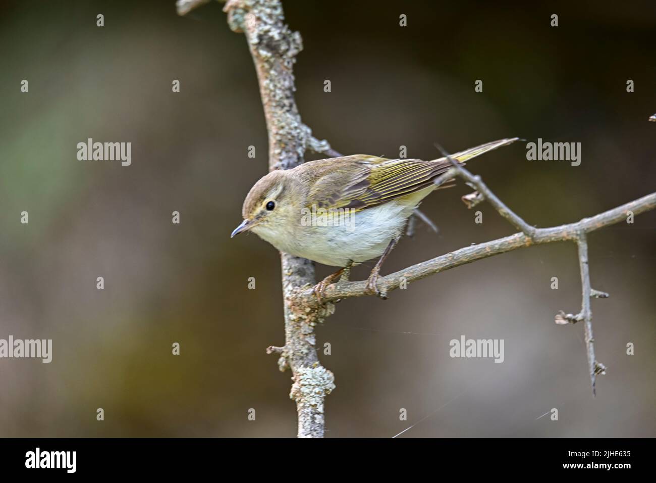 Phylloscopus collybita - The common mosquito net is a species of ...
