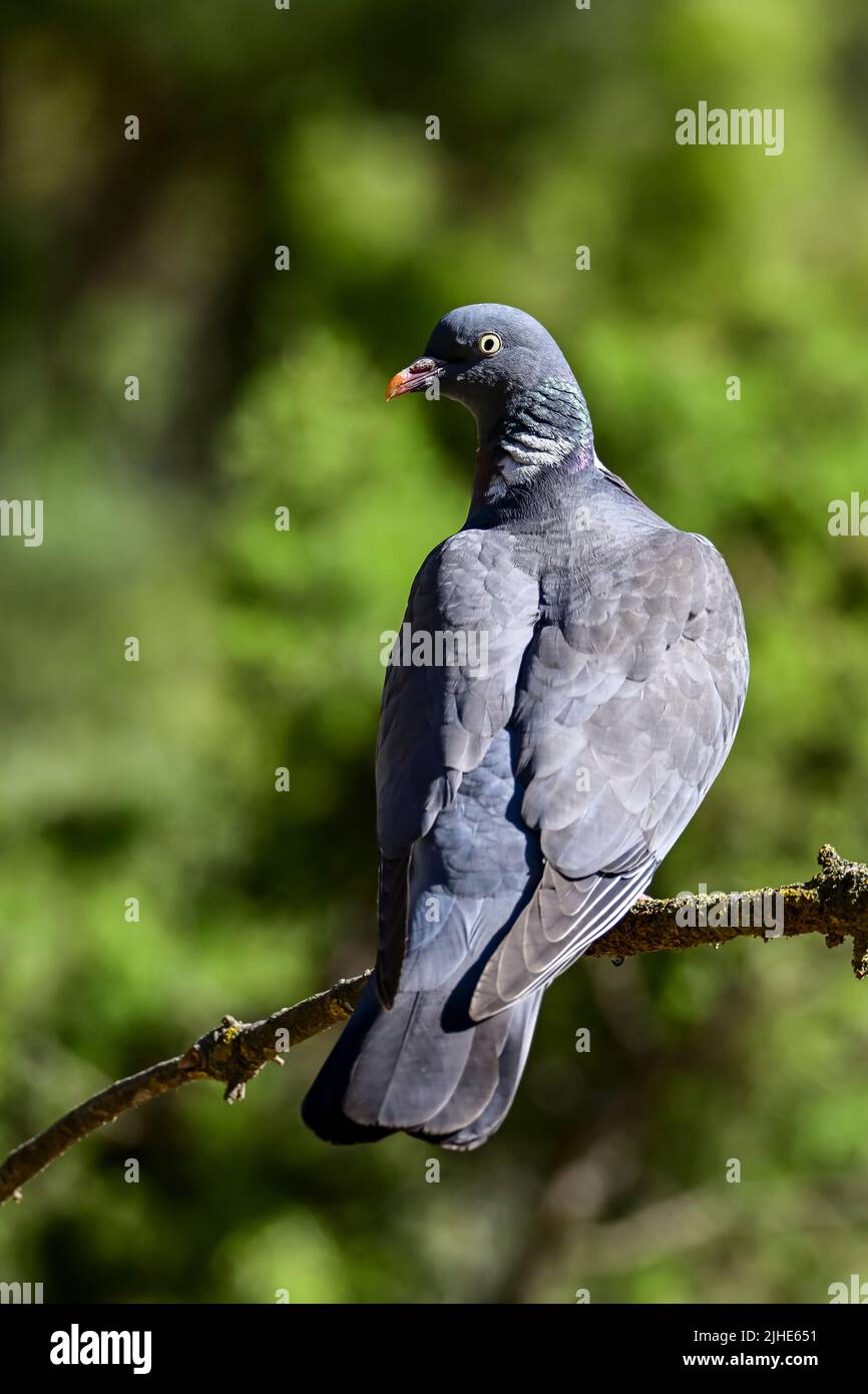 Columba palumbus - The wood pigeon is a species of columbiform bird in ...