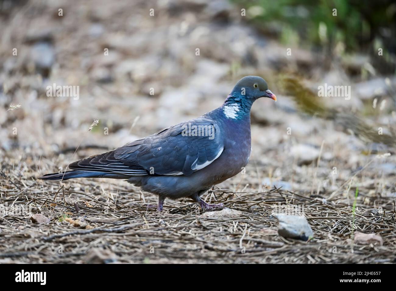 Columba palumbus - The wood pigeon is a species of columbiform bird in ...