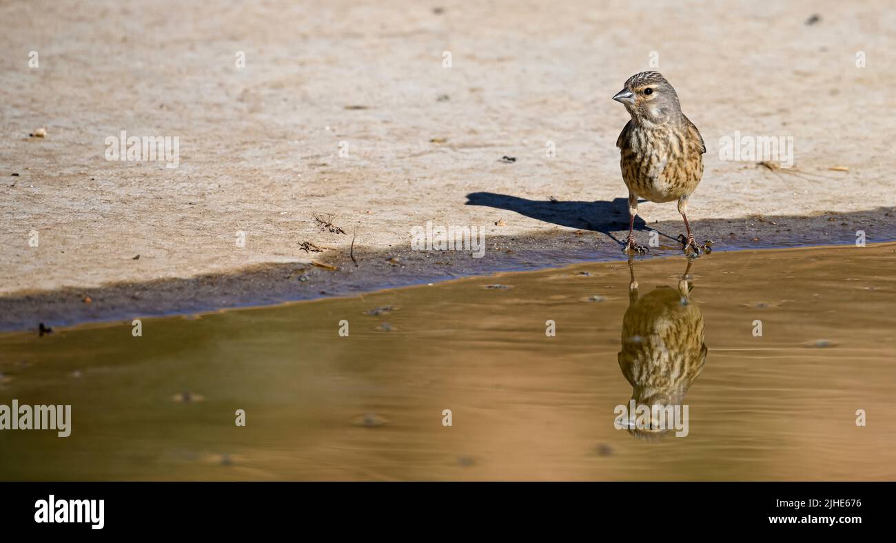 Common garnet or Linaria cannabina, passerine bird of the Fringillidae ...