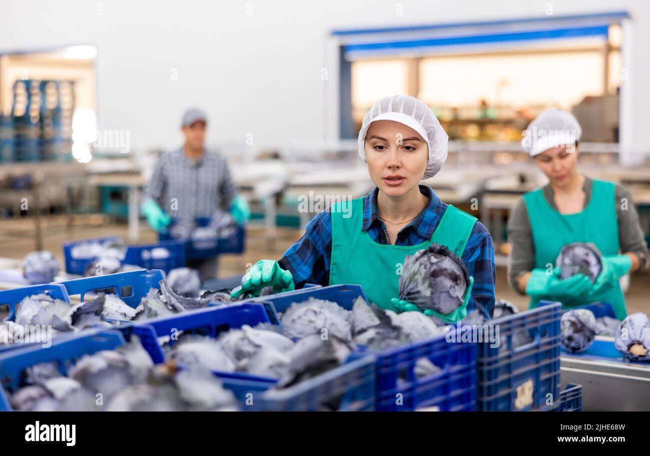 Young workwoman arranging red cabbages in boxes on sorting line Stock ...