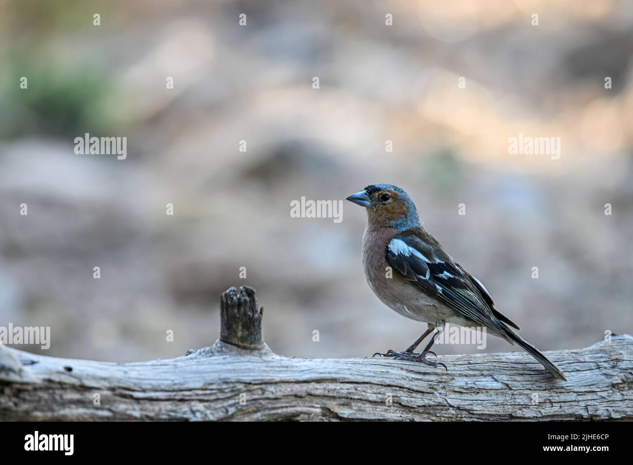 Common finch or Fringilla coelebs - Small passerine bird Stock Photo ...