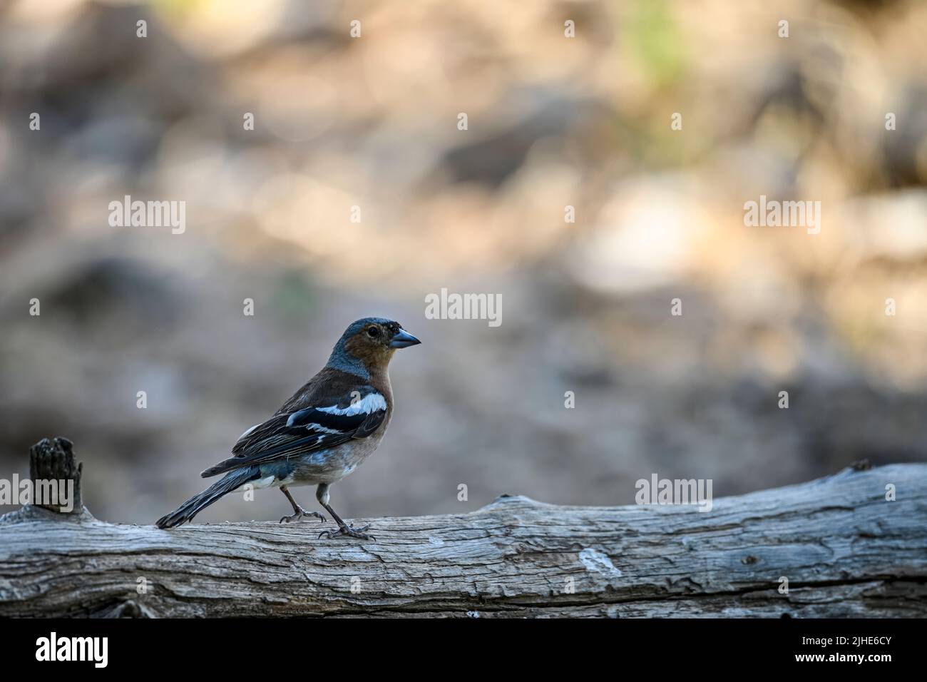 Nature bird passerine avian animal hi-res stock photography and images ...