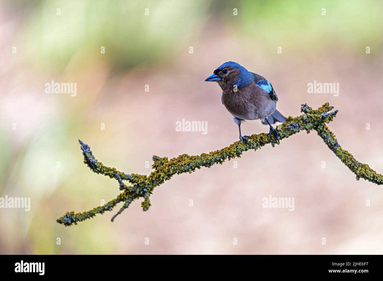 Common finch or Fringilla coelebs - Small passerine bird Stock Photo ...