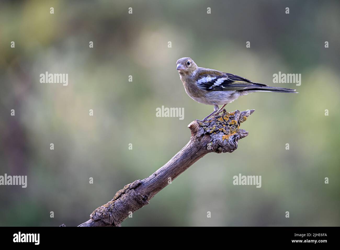 Common finch or Fringilla coelebs - Small passerine bird Stock Photo ...