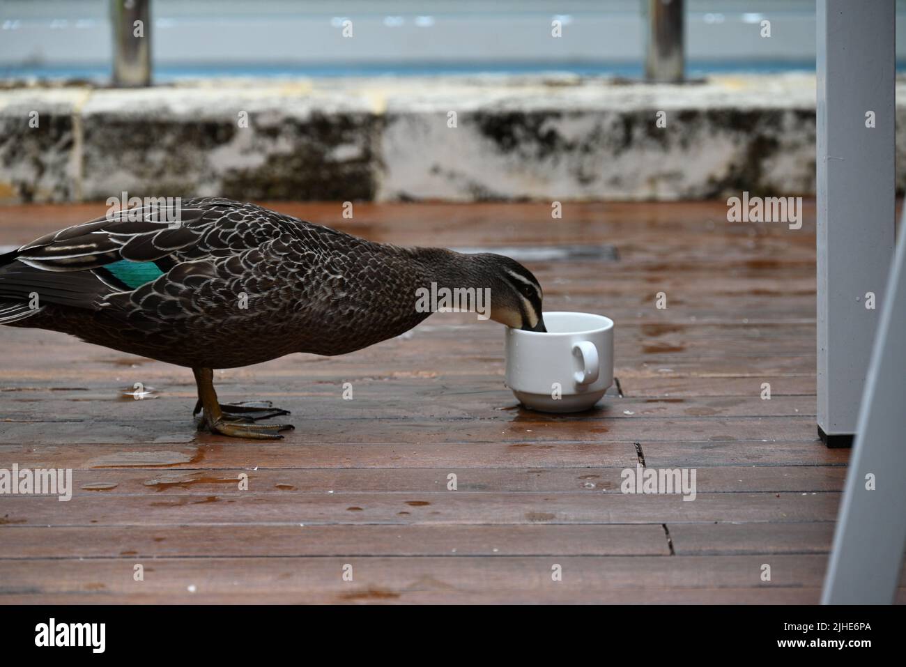 A close-up of a cute duck drinking water from a cup Stock Photo - Alamy
