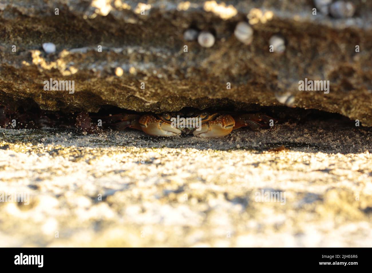 Hiding under a rock hi-res stock photography and images - Alamy