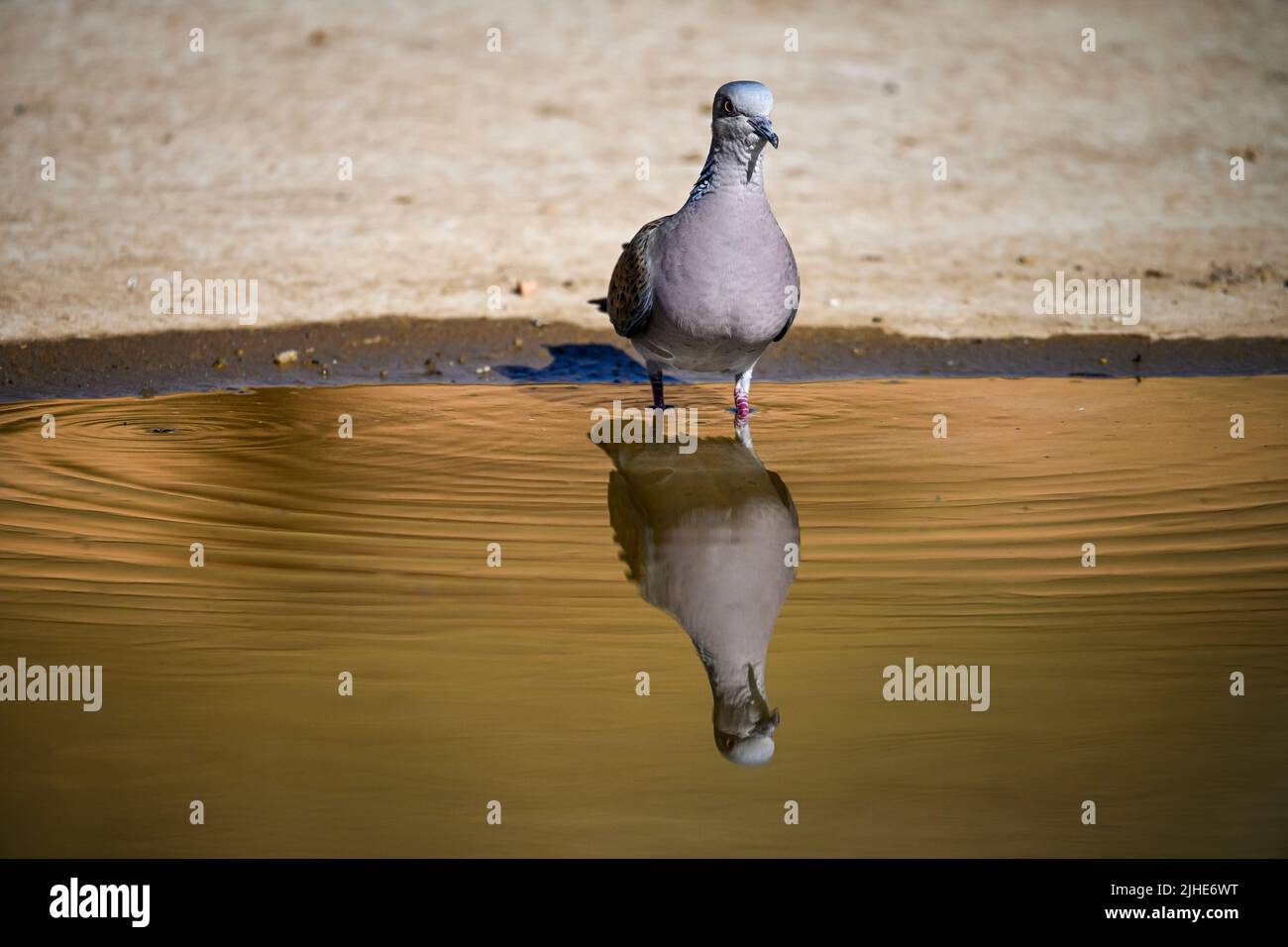 Streptopelia turtur - The European turtle dove is a species of ...