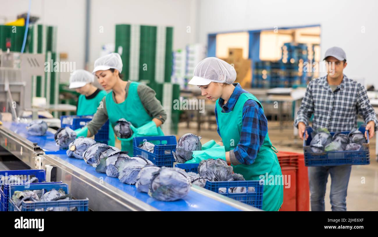 Team of female workers sorting red cabbage on the conveyor of a ...