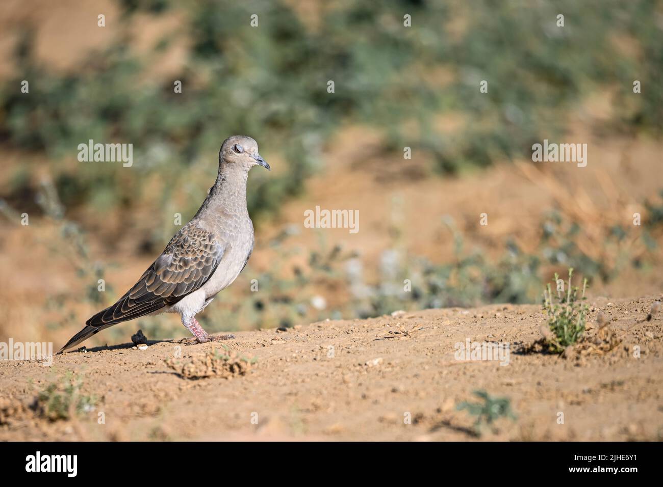 Streptopelia turtur - The European turtle dove is a species of ...