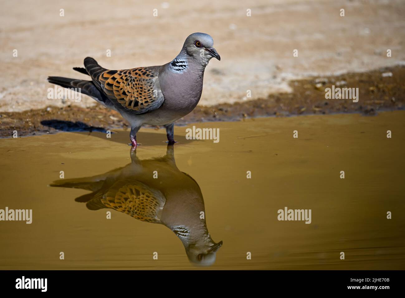 Streptopelia turtur - The European turtle dove is a species of ...