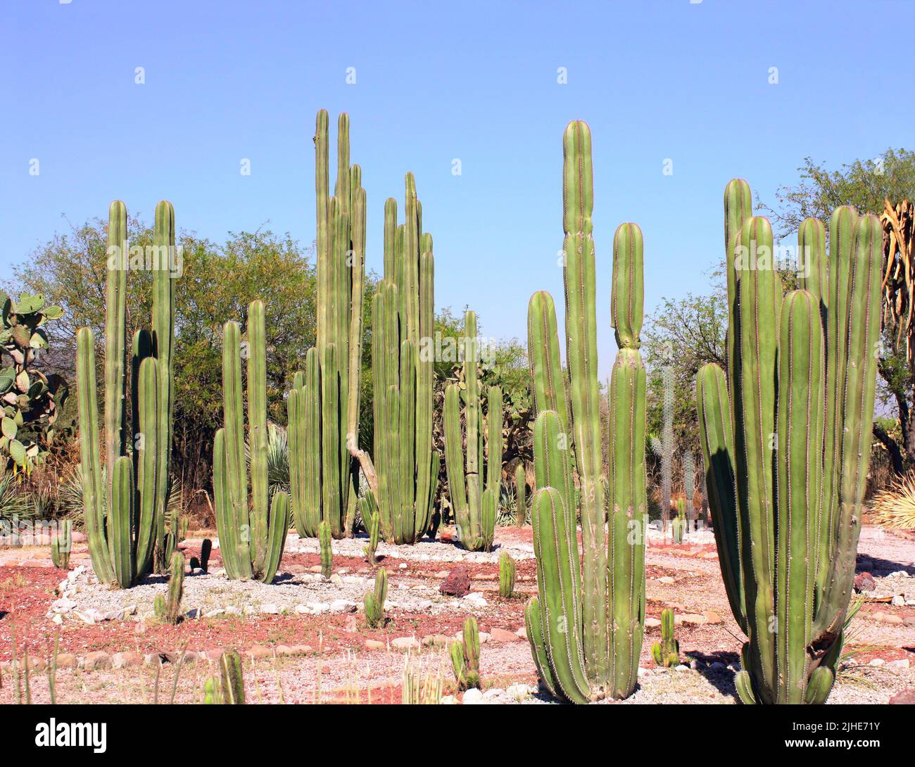 Garden of cacti and succulents near to famous archaeological site Tula ...