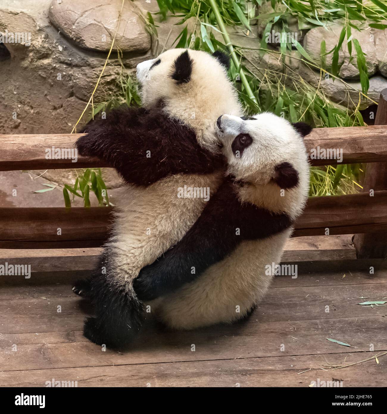 Giant pandas, bear pandas, two babies playing together Stock Photo - Alamy