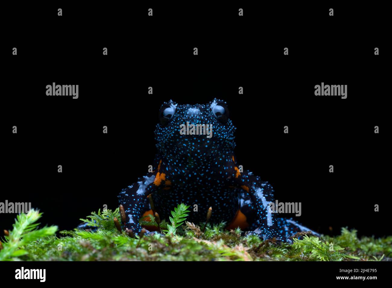 The galaxy frog is extremely rare and an endangered species. Western ...