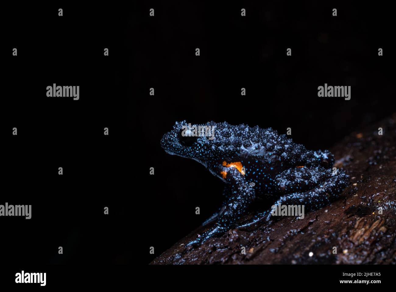 The galaxy frog is beautiful, with star-like spots all over its dark ...