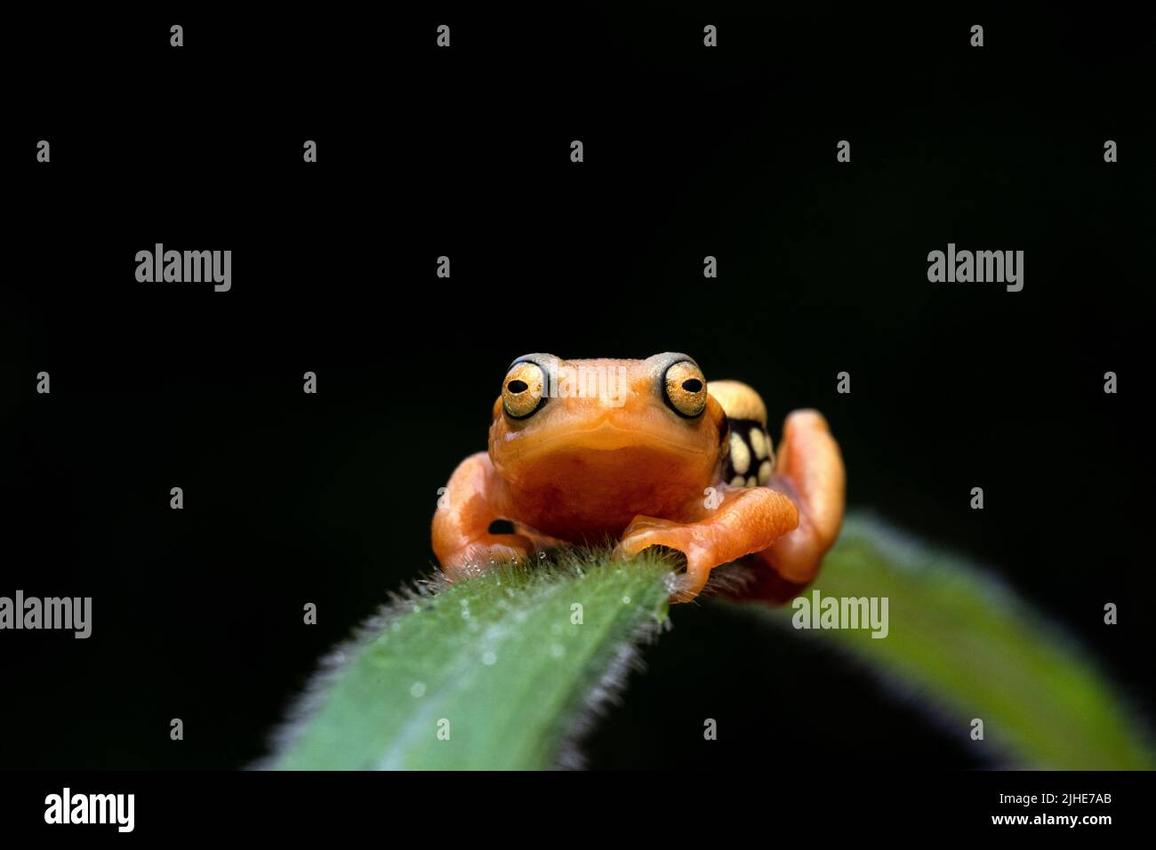 He hosts groups who go and photograph the endangered species. Western ...
