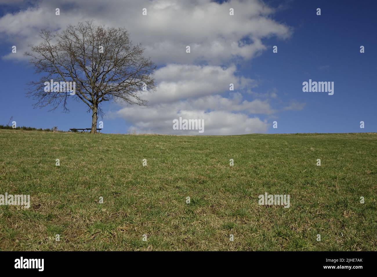 The view of a dry lone tree in the green field under the cloudy sky ...