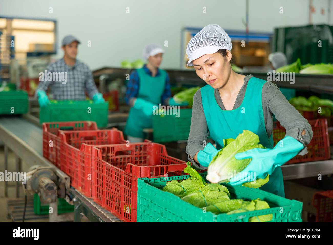 Vegetable factory hi-res stock photography and images - Alamy
