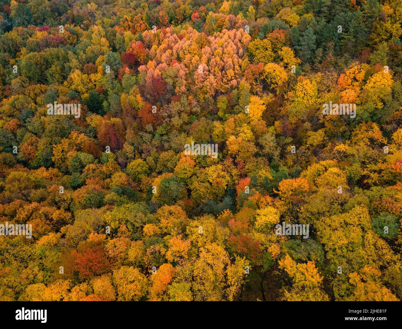 overhead view autumn forest texture Stock Photo - Alamy