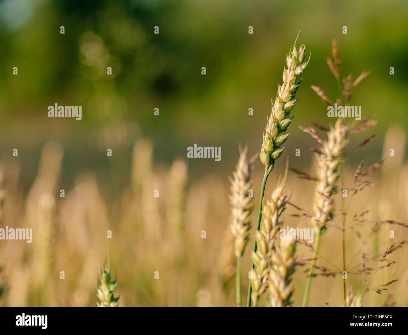 Ukrainian ukraine harvester hi-res stock photography and images - Alamy
