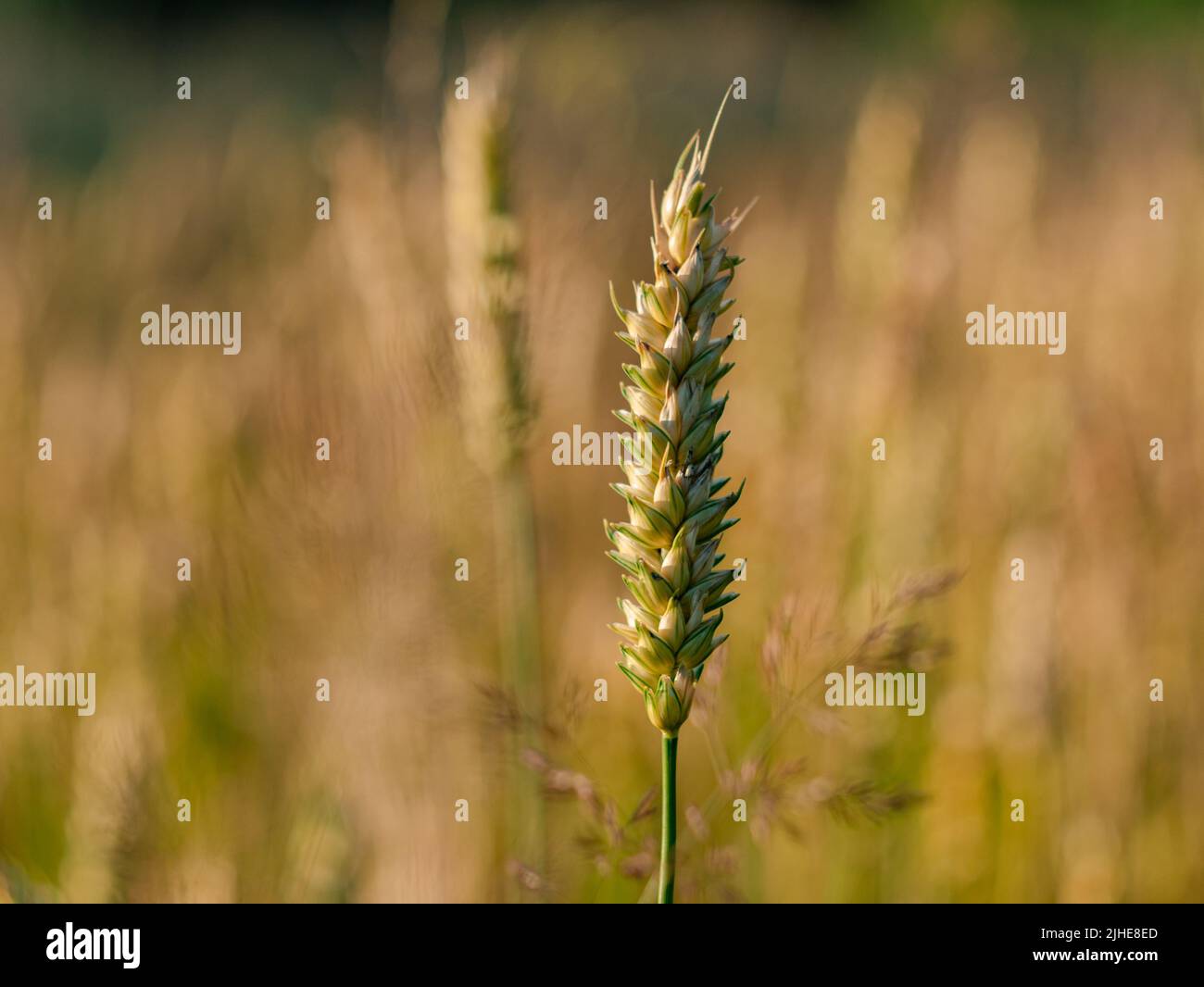Ukrainian ukraine harvester hi-res stock photography and images - Alamy