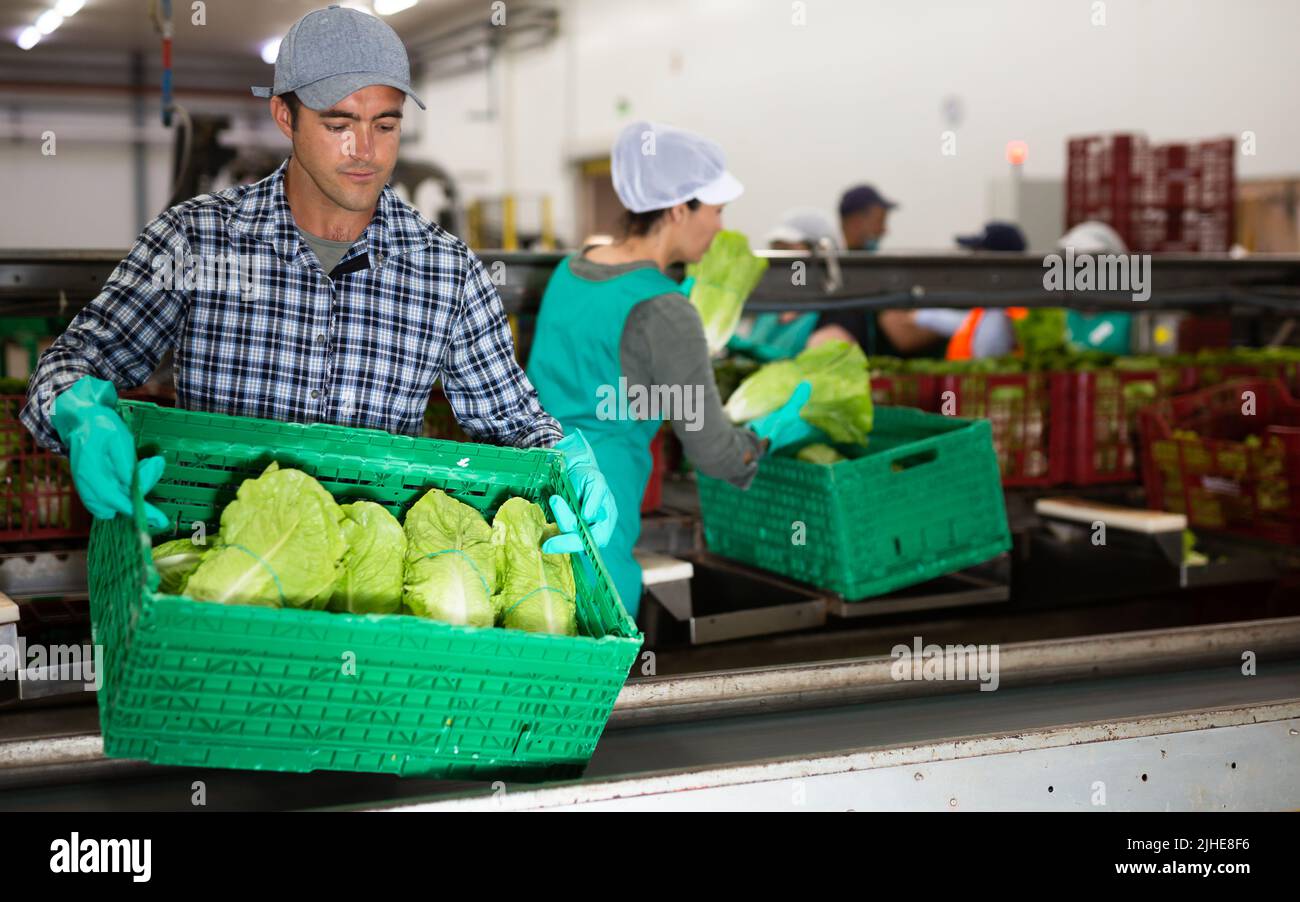 Man working on sorting line at vegetable warehouse, stacking boxes with ...