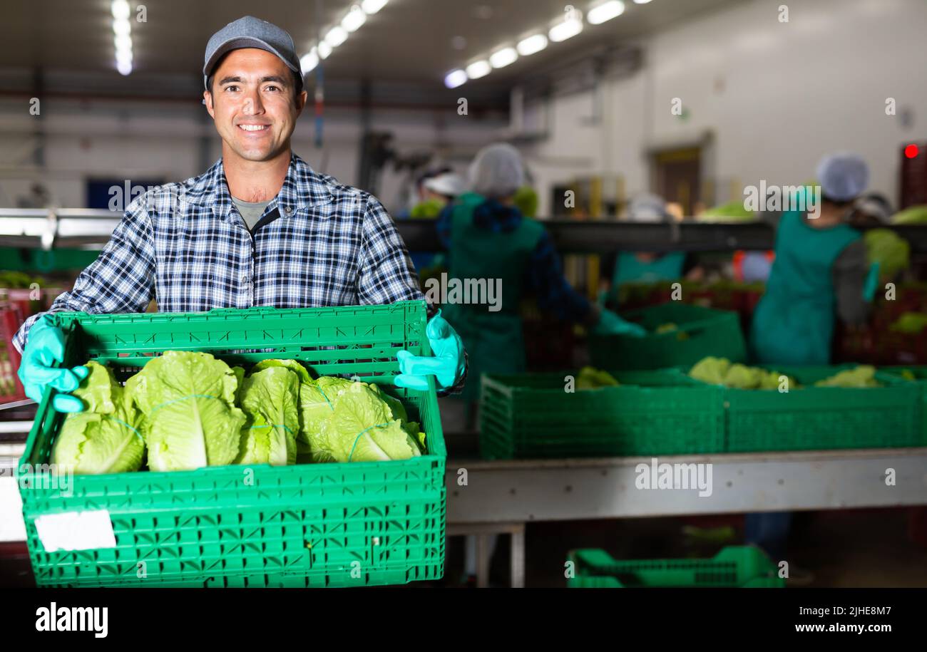 Portrait of positive man vegetable factory worker with crate of lettuce ...