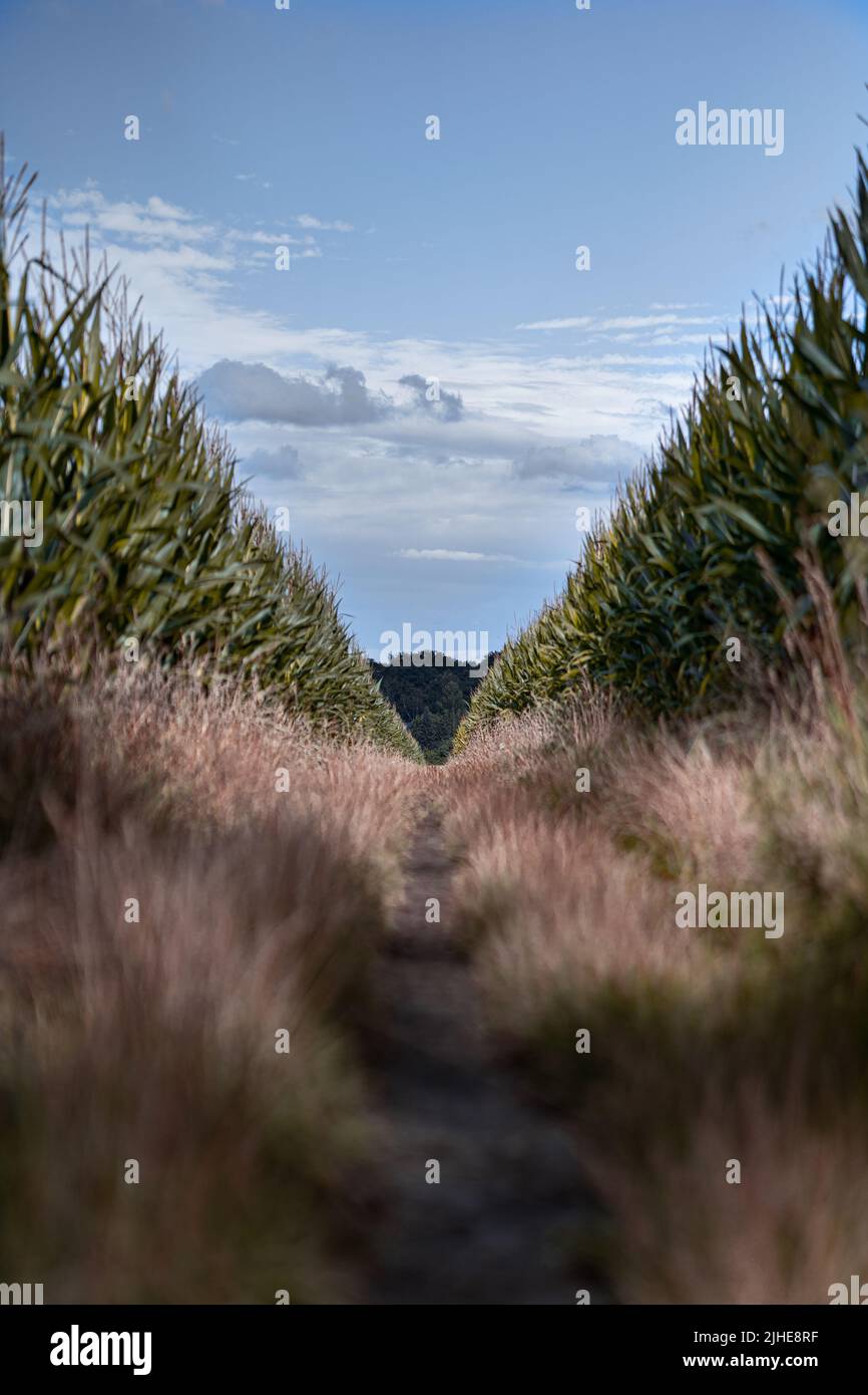 A low-angle shot of a narrow path in middle of lush green field under ...