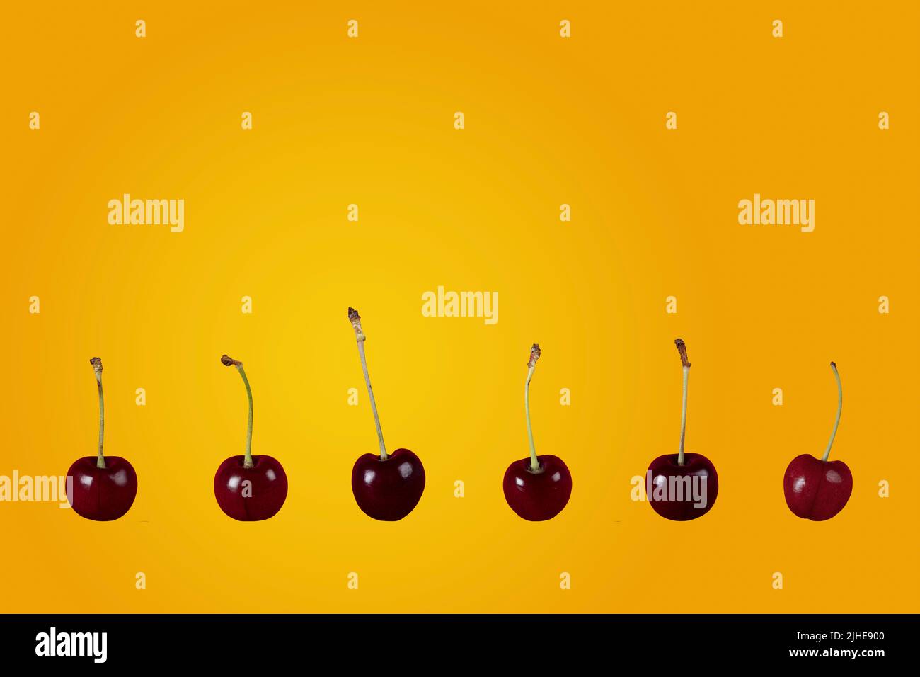 row line of ripe summer cherries cherry fruit on a colourful colorful ...