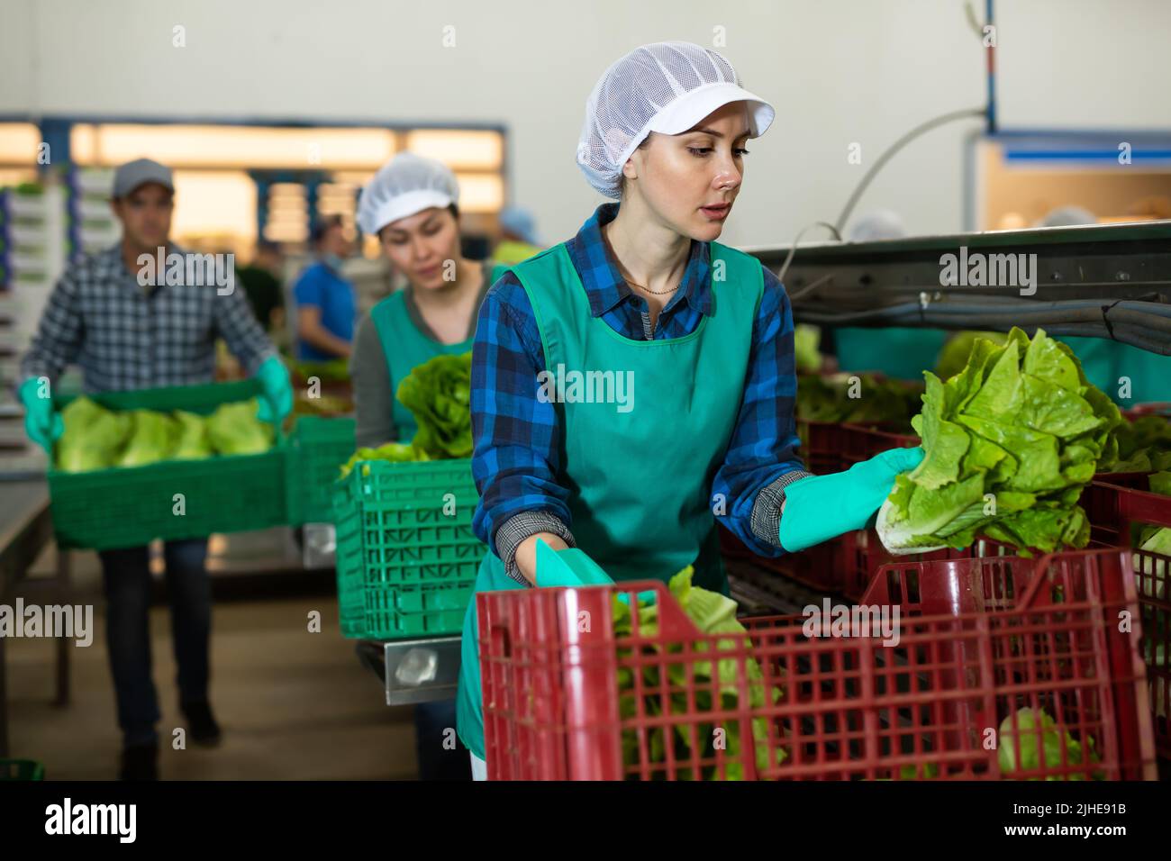 Female worker demonstrating ripe lettuce while sorting at a vegetable ...