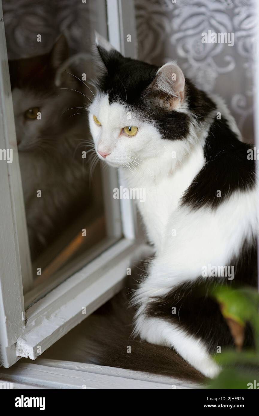 Cat looking outside out of open window of home. My best friend cat ...