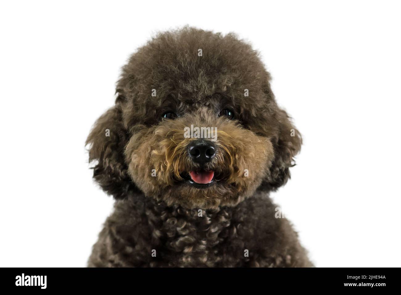 Adorable black Poodle dog smiling with happy face on white color ...