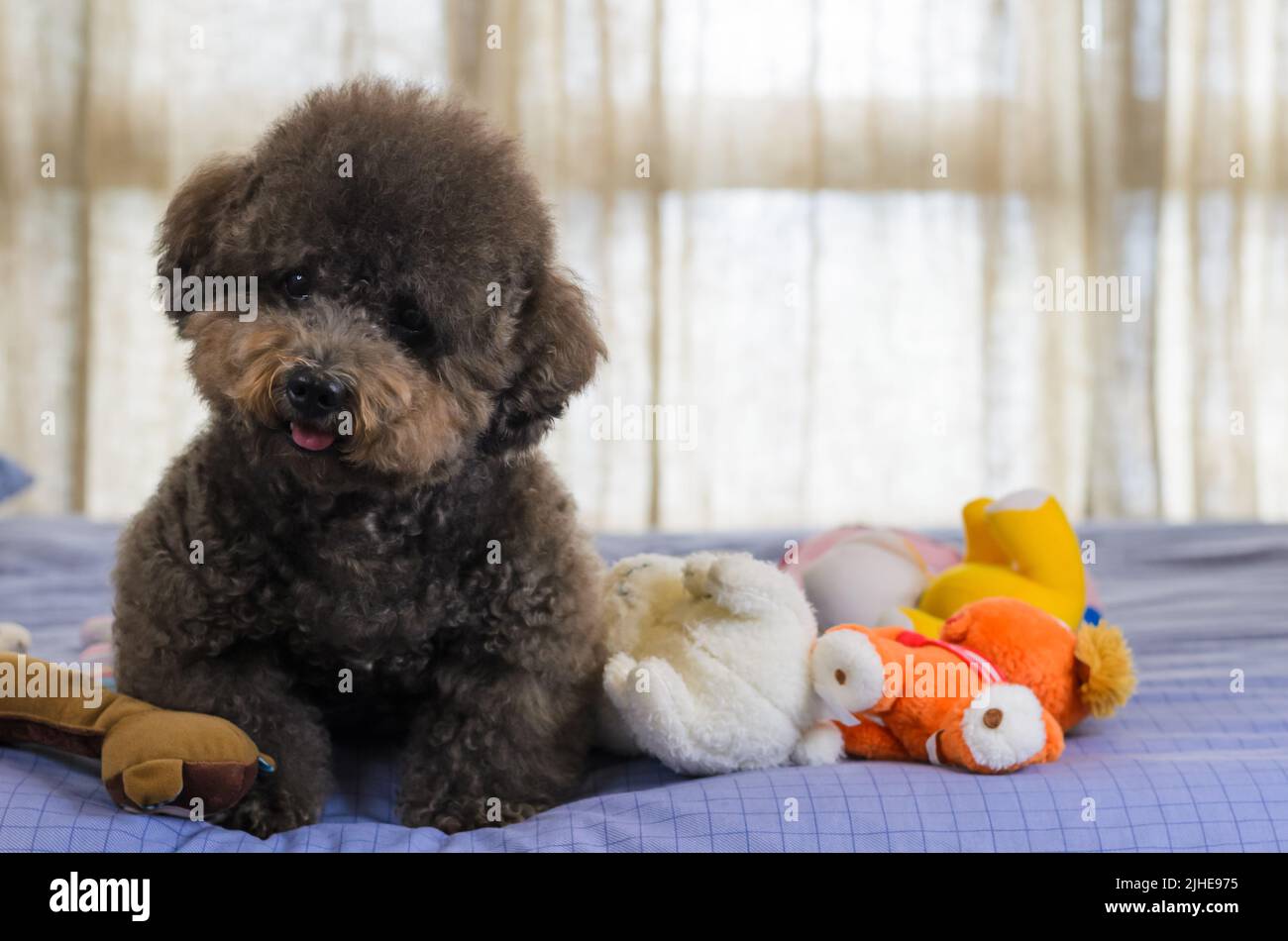 Adorable smiling and happy black Poodle dog sitting and taking many ...