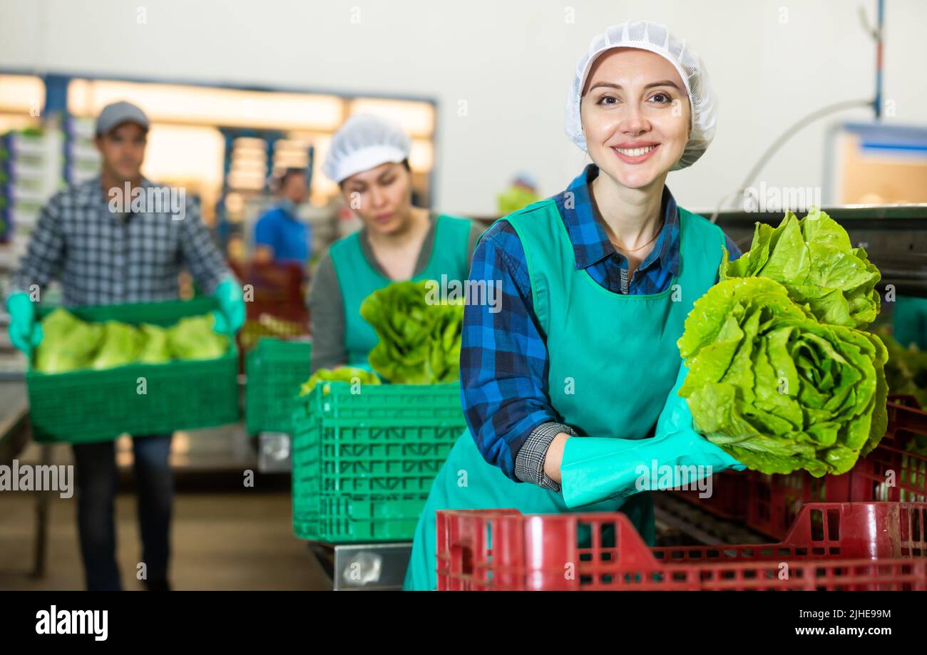 Cheerful female worker of vegetable factory arranging lettuce in boxes ...
