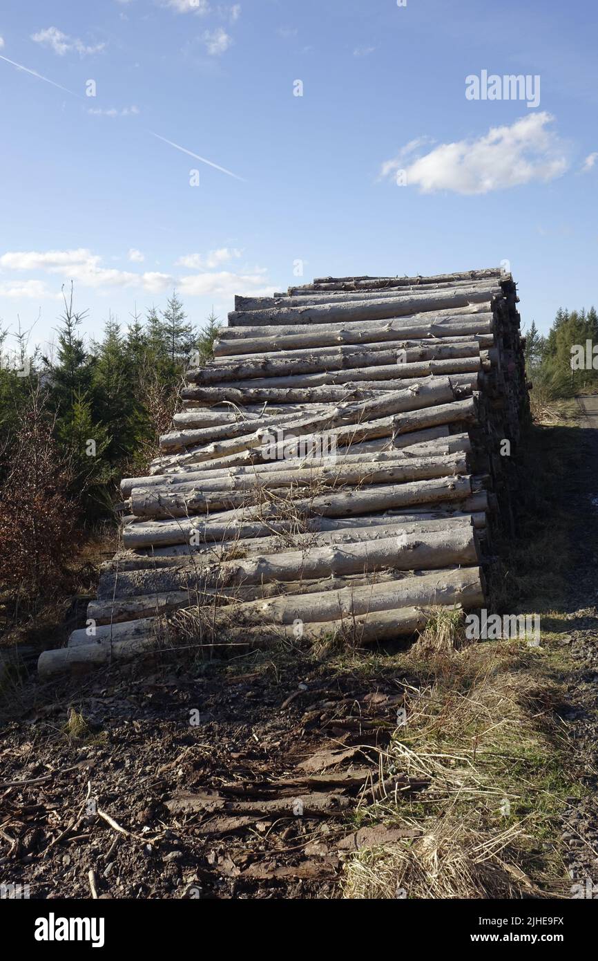 The vertical view of a pile of wood logs in the forest Stock Photo - Alamy