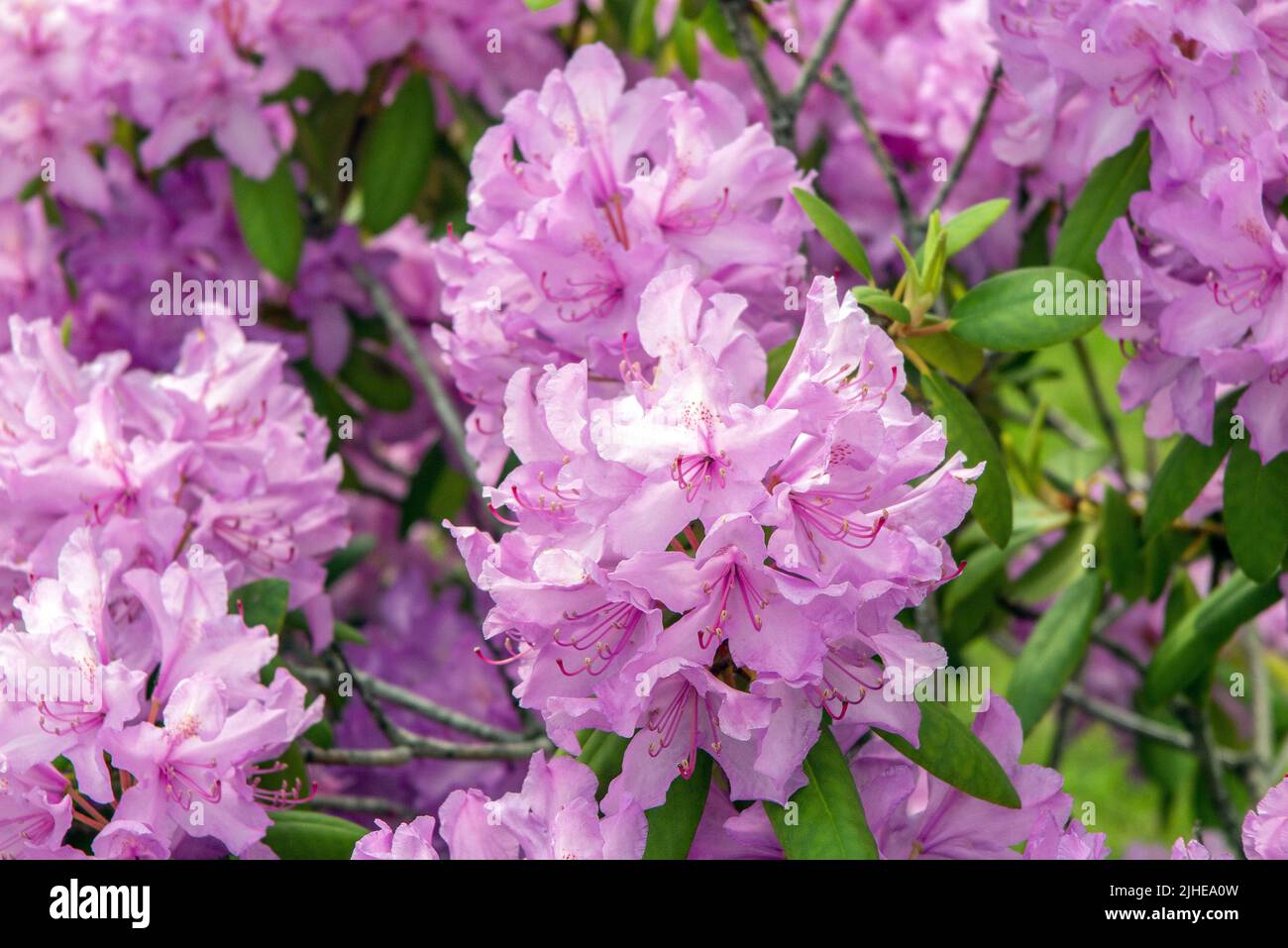 Big leaf rhododendron hi-res stock photography and images - Alamy