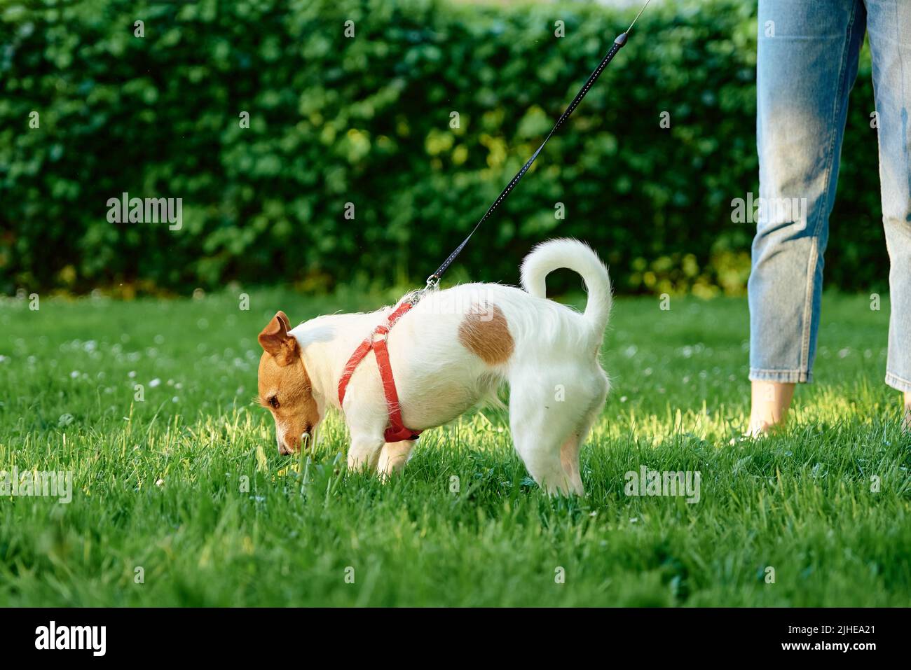 Cute dog walking at park with green grass, Woman walks with her dog ...