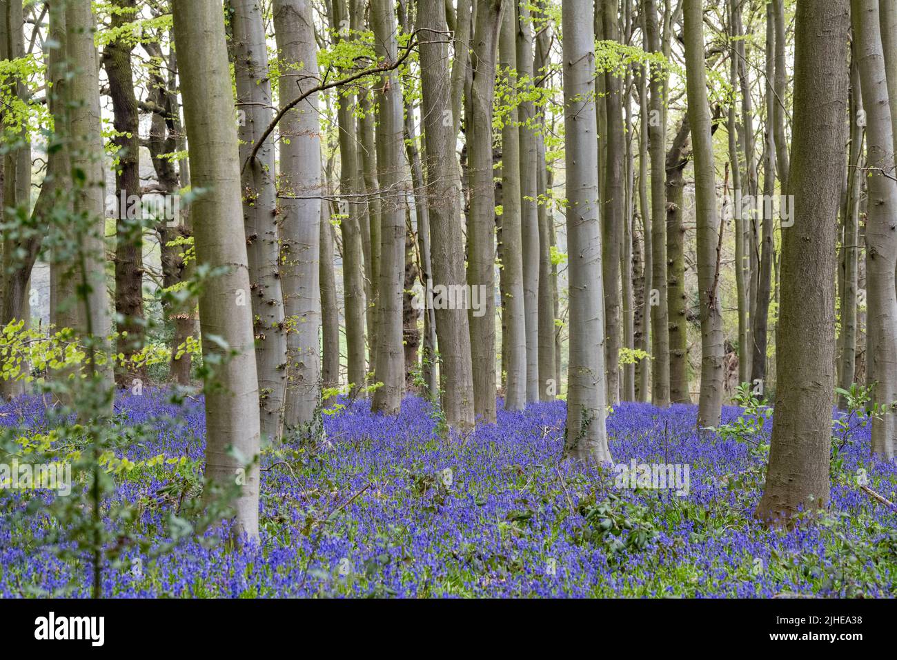 Spring Bluebells at Clumber in Nottinghamshire England UK Stock Photo ...