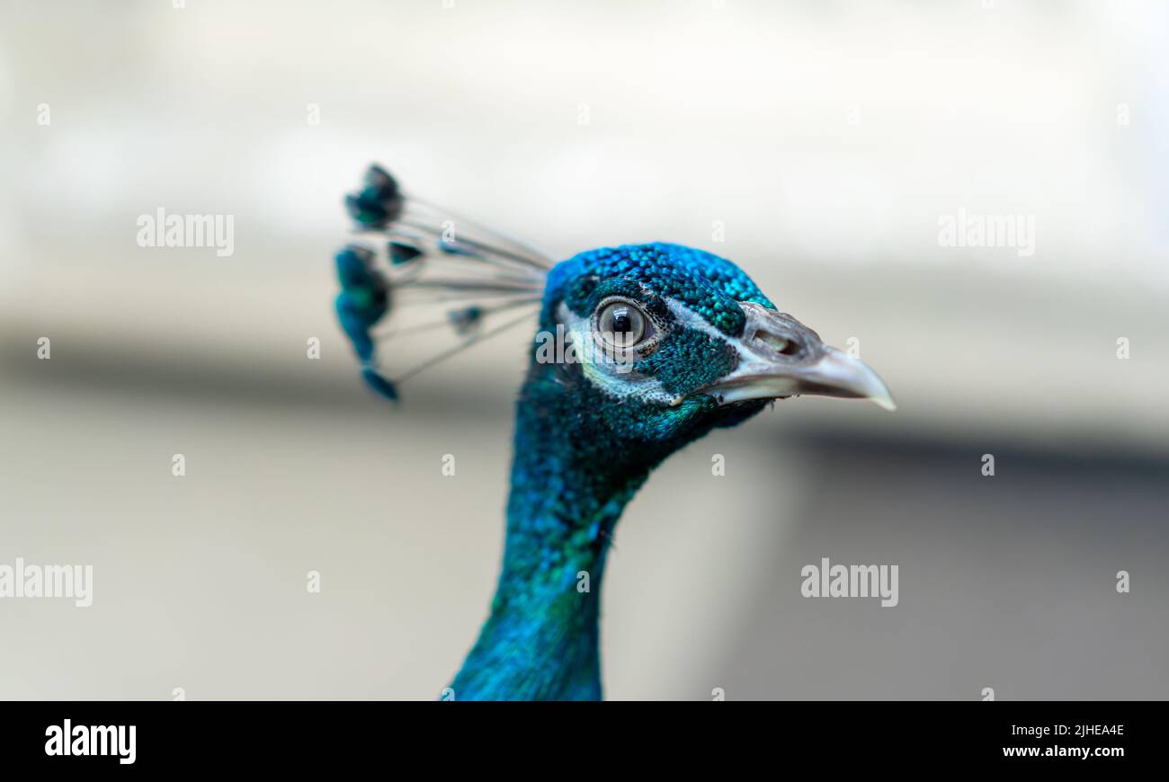 Close up of a bright peacock head. Peacocks are also thought to bring ...