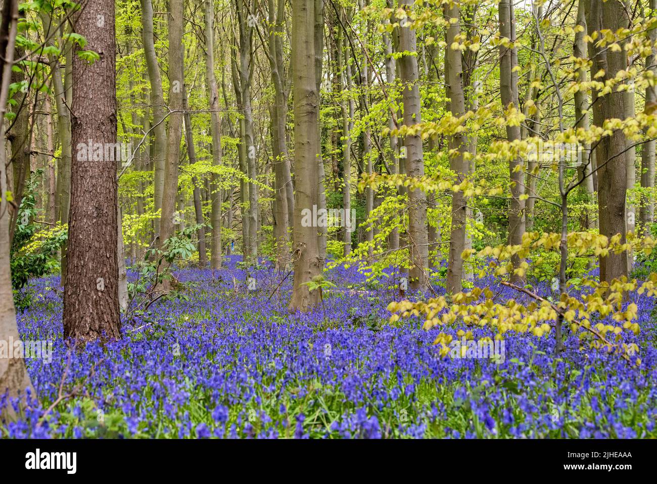 Spring Bluebells at Clumber in Nottinghamshire England UK Stock Photo ...