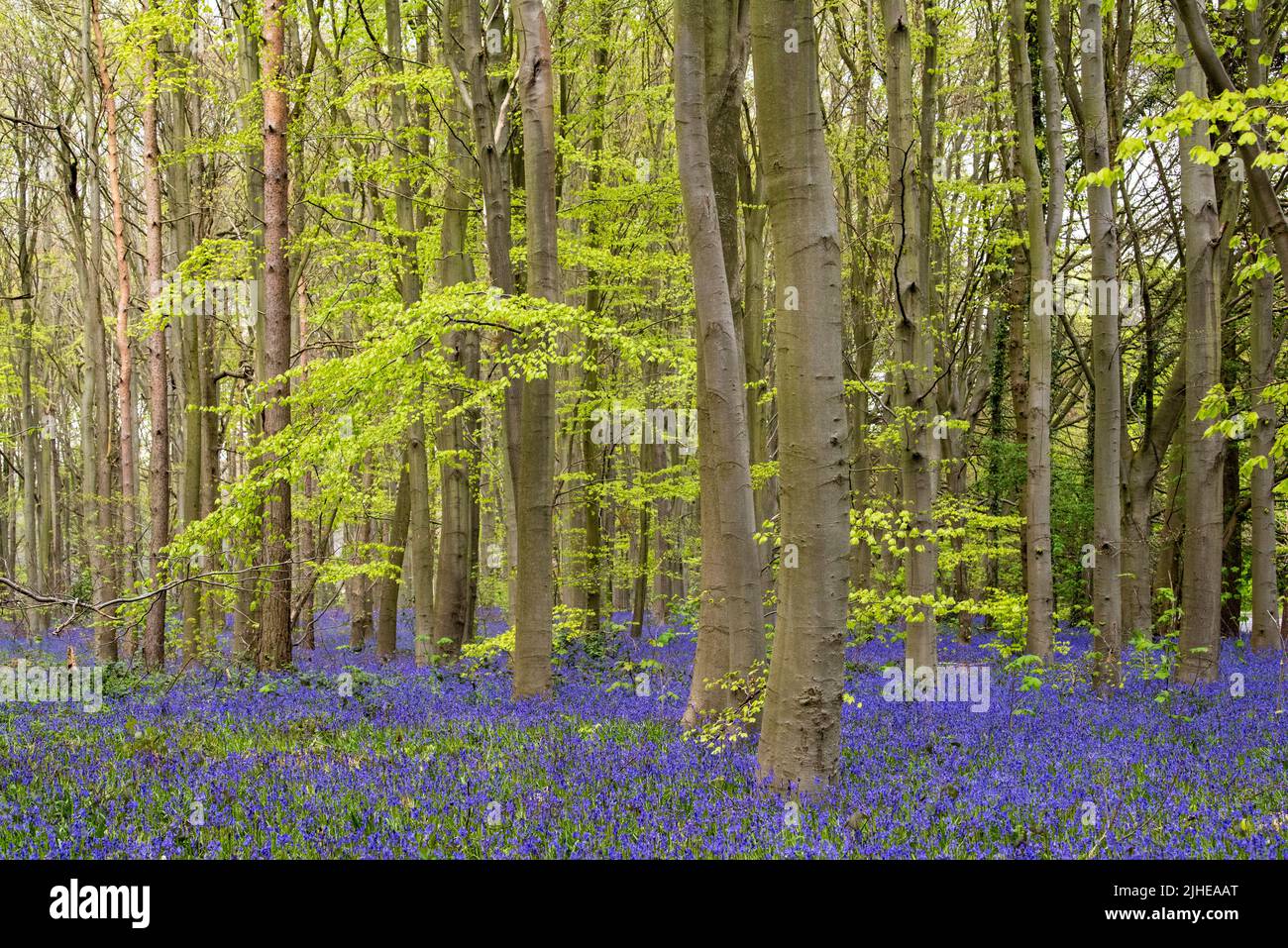Spring Bluebells at Clumber in Nottinghamshire England UK Stock Photo ...