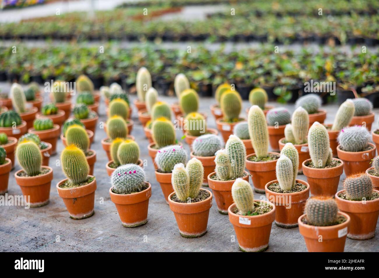 Rows of various cacti in pots in greenhouse Stock Photo - Alamy