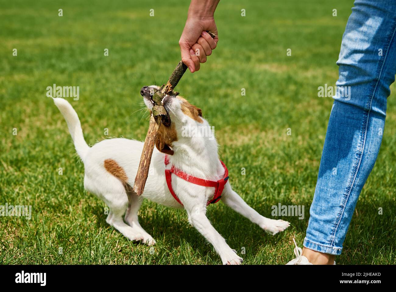 Owner playing with dog at green field, Woman training her dog, Pet ...