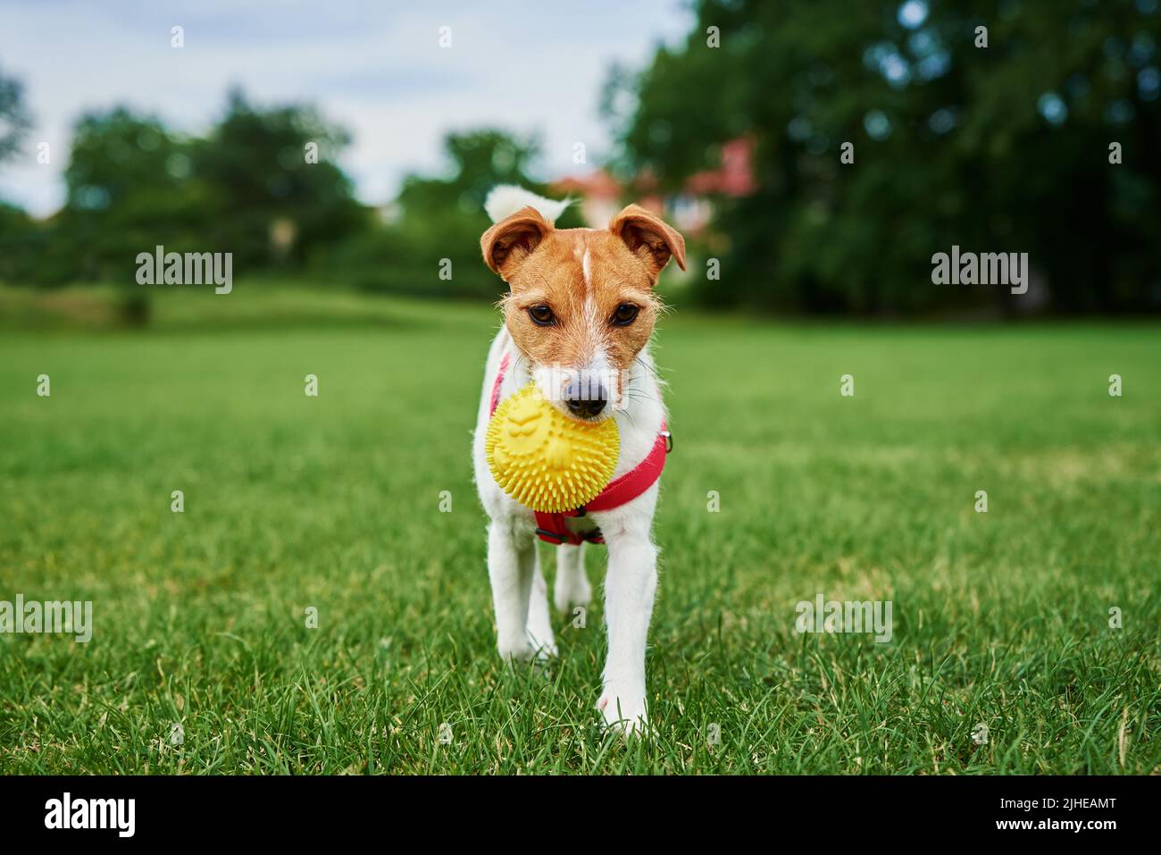 Dog playing with ball at park, Jack Russell terrier portrait Stock ...